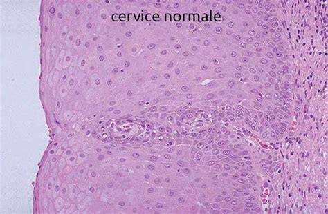 Anatomia Speciale Attivazioni Biologiche