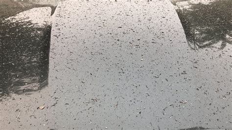 Ash Falls Across Seattle Area From Fires Burning In Central Washington