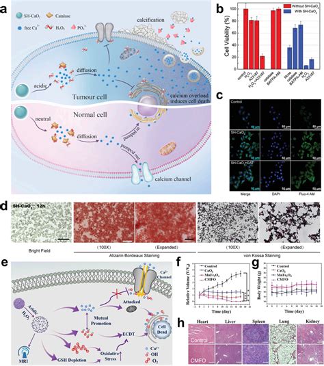 A Schematic Illustration Of Sh‐cao2‐mediated Apoptosis B Cell