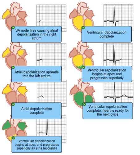 [solved] Drag Each Label Into The Appropriate Position To Characterize The Events Of A Single