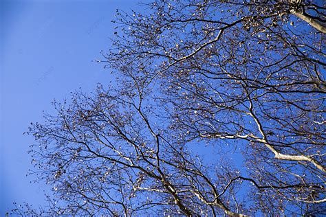 Landscape Photography Trees In The Sky Background Trees In The Sky Scenery Photography Design