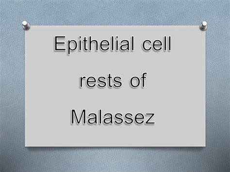 Epithelial Cell Rests Of Malassez