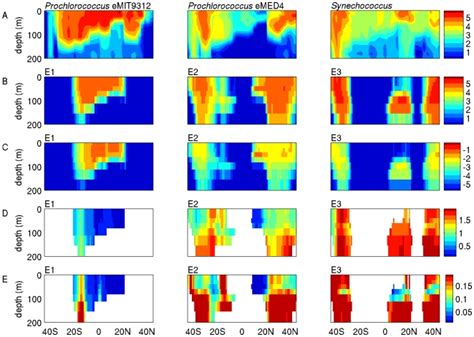 The Distribution Of Prochlorococcus And Synechococcus Picocyanobacteria Download Scientific
