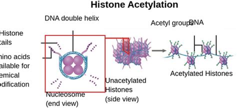 Histone Acetylation Labster
