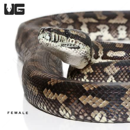 Baby Coastal Carpet Python Underground Reptiles