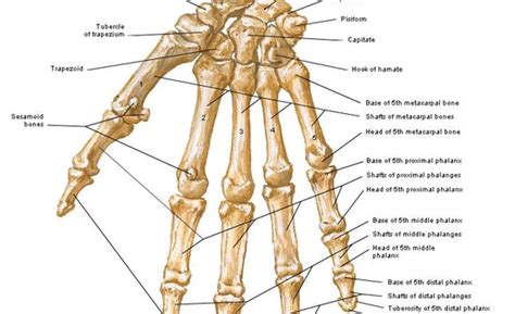 손hand의 해부학 1 네이버 블로그