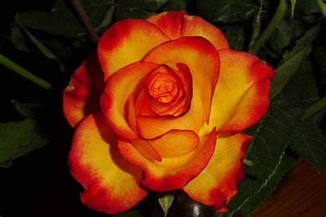 2022 08 06 Rose Rot Gelb Orange Explored BAKAWI Flickr