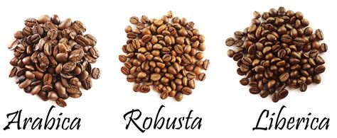 Different Coffee Beans Isolated On White Atlas Coffee Club Blog