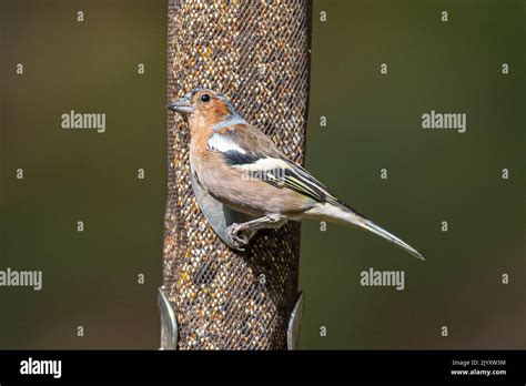 Male Common Chaffinch National Trust Brownsea Island Dorset Uk