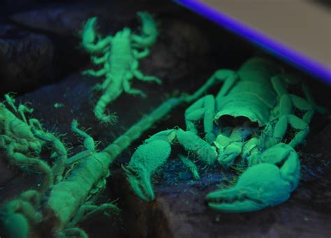 Scorpion Flickr