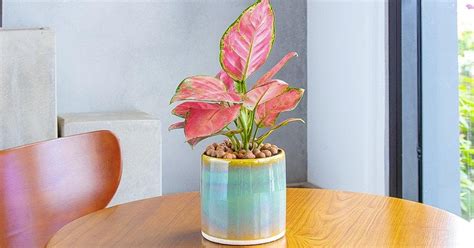 20 plantes dintérieur pour les pièces sans lumière
