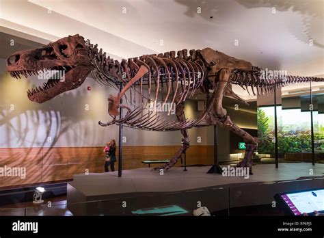 Fossil Skeleton Of The Famous Sue The T Rex In Display The Field