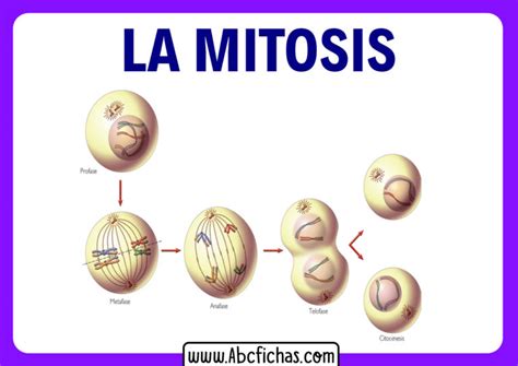 Qué es la Mitosis Las 4 Fases de la Mitosis explicadas