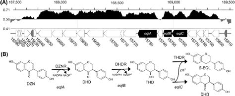 A Gc Content And The Position Of Coding Sequences Cdss For Genes