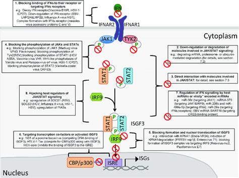 Viral Antagonism Of Type I Interferon Ifn Activated Janus