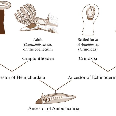 Metamerism In Structure Of The Left Somatocoel Of The Present Day Download Scientific Diagram