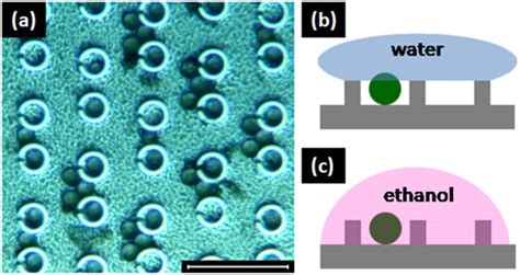 A Microscope Image Of Device 2 After Trapping The Microparticles Download Scientific Diagram