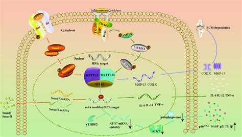Several Signaling Pathways Regulated By METTL3 In OA METTL3 Methylates