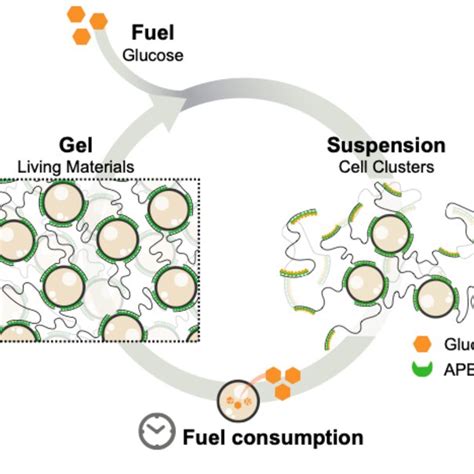 Design Concept Of Fuel Driven Dissipative Living Materials A Living Download Scientific