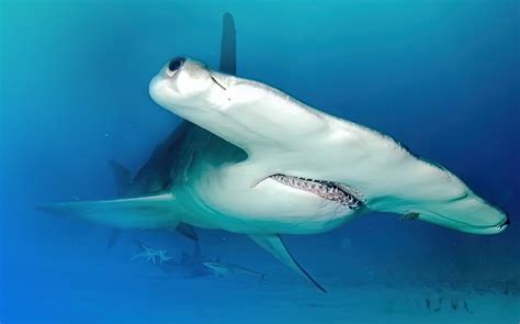 Hammerhead Sharks 20 Fun Facts You Never Knew
