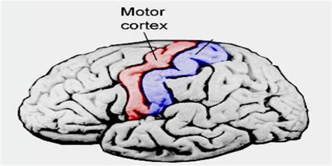 Motor Cortex Assignment Point