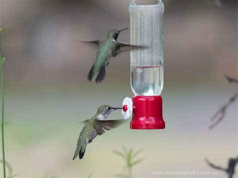 Attract Hummingbirds