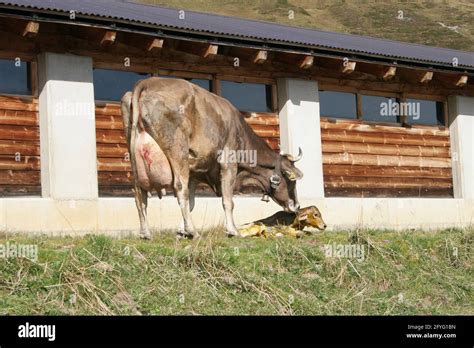 Mother Cow Licking Her New Born Calf That Is Still Covered With The