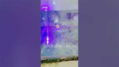 Fish Tank Scene 😍🥰🐟🐠🎣🦈shorts Youtubeshorts Art Fish Fishingviral