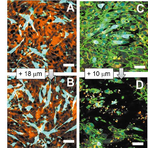Figure 2 From Development Of Microfluidic Systems For Fabricating Cellular Multilayers