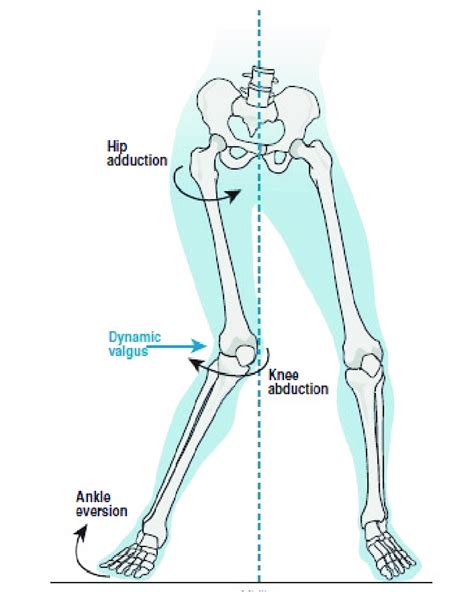 Hip Abductor Muscles Pain At Tiffany Mora Blog