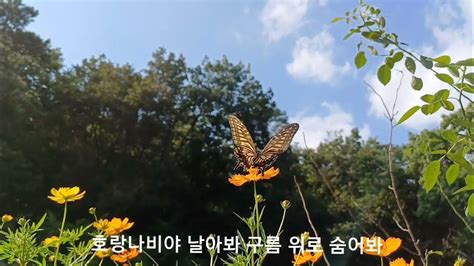 김흥국 호랑나비 Youtube