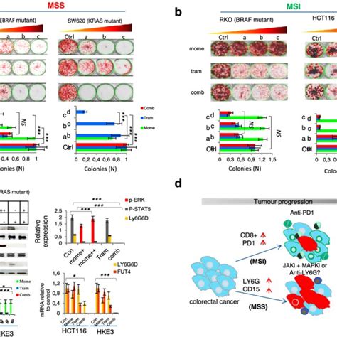 Mss Crc Cell Lines Are Highly Sensitive To Stat5 Mek Inhibitors A Mss Download Scientific