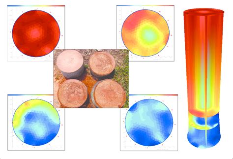 Illustrations Of Ganoderma Zonatum Infected Syagrus Romanzoffiana In Download Scientific