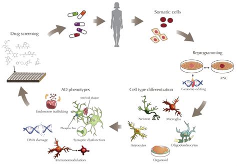 Genetic Risk Factors For Neurodegeneration Welcome To The Seo Laboratory
