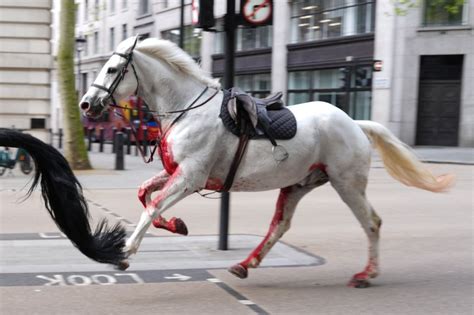 Four People Rushed To Hospital After Five Horses Bolt Through London