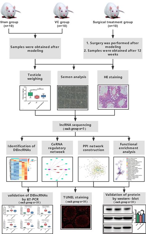 Workflow Cerna Competing Endogenous Rnas De Lncrnas Differentially