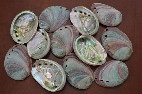 Beautiful Miniature Abalone Shells Miriam Joy