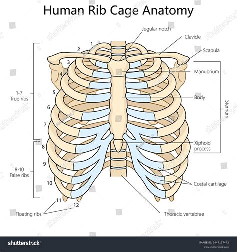 Human Rib Cage Labeled Parts Suitable Stock Vector Royalty Free