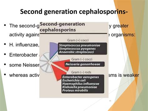 Antibiotics Affecting Cell Wall Synthesis Ppt