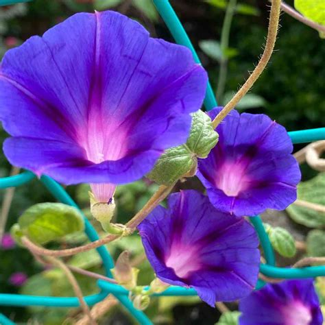 Heavenly Blue Morning Glory Chilli Blossom Farm