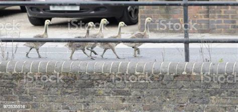 5 잃어버린 새끼 기러기 캐나다 거 위 Branta 카 나 덴 시스 거위 새끼에 대한 스톡 사진 및 기타 이미지 거위 새끼