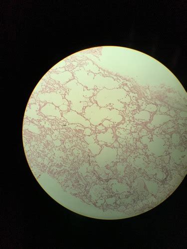 Lab Practical 2 Flashcards Quizlet