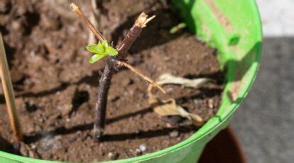How To Plant Grow And Care For Catnip