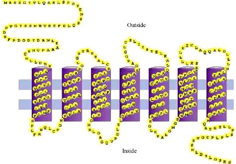 Chapter 9 The Duffy Antigen Receptor For Chemokines Semantic Scholar