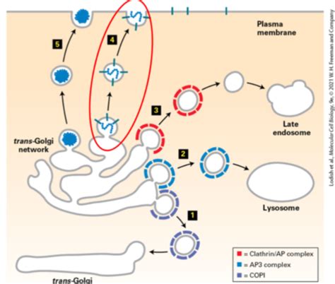 Lecture 16 Post Golgi Protein Trafficking Flashcards Quizlet