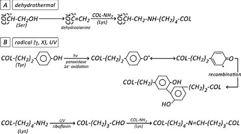 A Representative Example Of Physical Crosslinking Of Collagen A