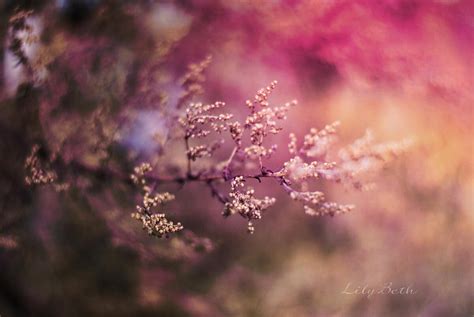 Sunlight Nature Sky Branch Frost Wallpapers From Uaha Images From Fonwall