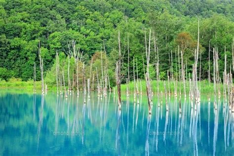 青い池 北海道 美瑛町の写真素材 Fyi08094337 ストックフォトの Qlean Market（キュリンマーケット）