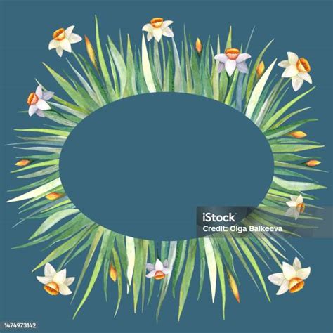 푸른 잔디와 흰 꽃이 있는 수채화 식물학 타원 프레임 존퀼 수선화 수선화 화환은 초대장 카드 및 기타 프로젝트에 적합합니다 0명에 대한 스톡 벡터 아트 및 기타 이미지