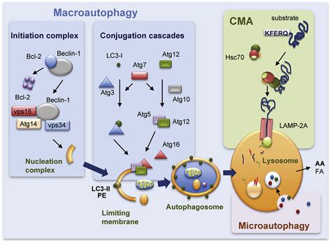Autophagy In The Cellular Energetic Balance Cell Metabolism
